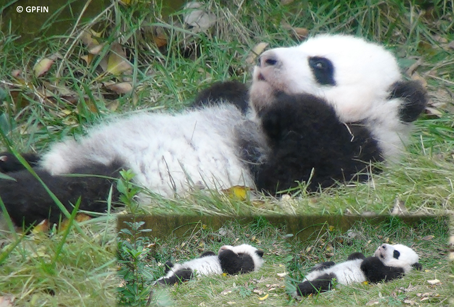 Müdes Pandachen – Giant Panda Friends International