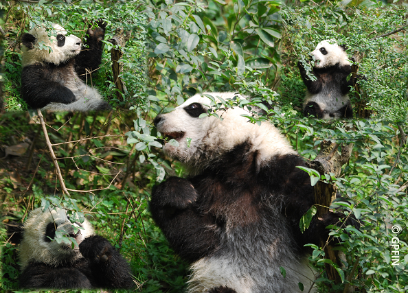 Im Grünen – Giant Panda Friends International
